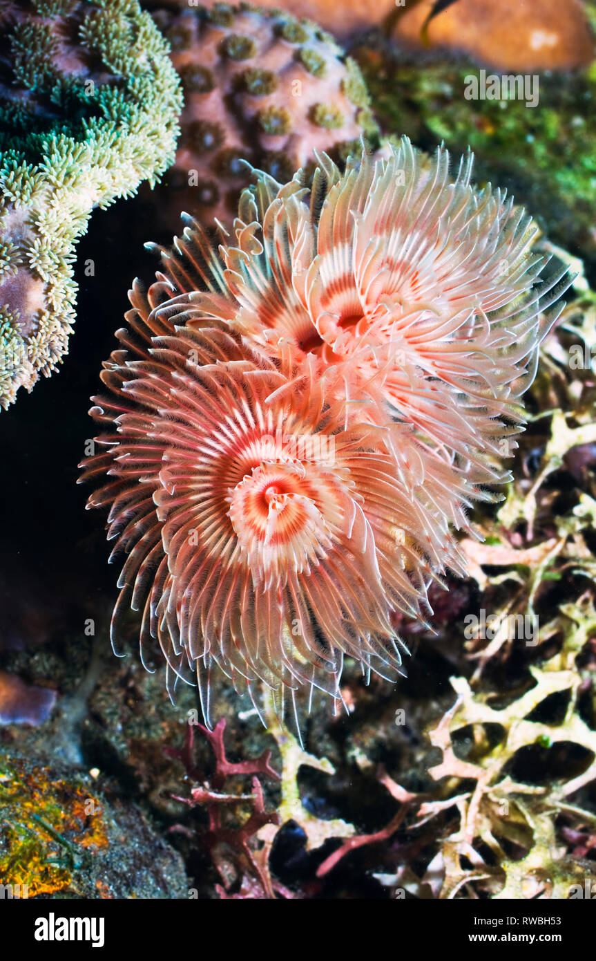 Magnificent tube worm (Protula magnifica). Serpulid. Constructs ...