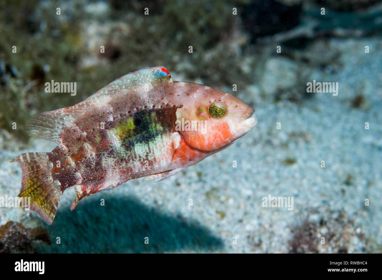 Two spot wrasse hi-res stock photography and images - Alamy