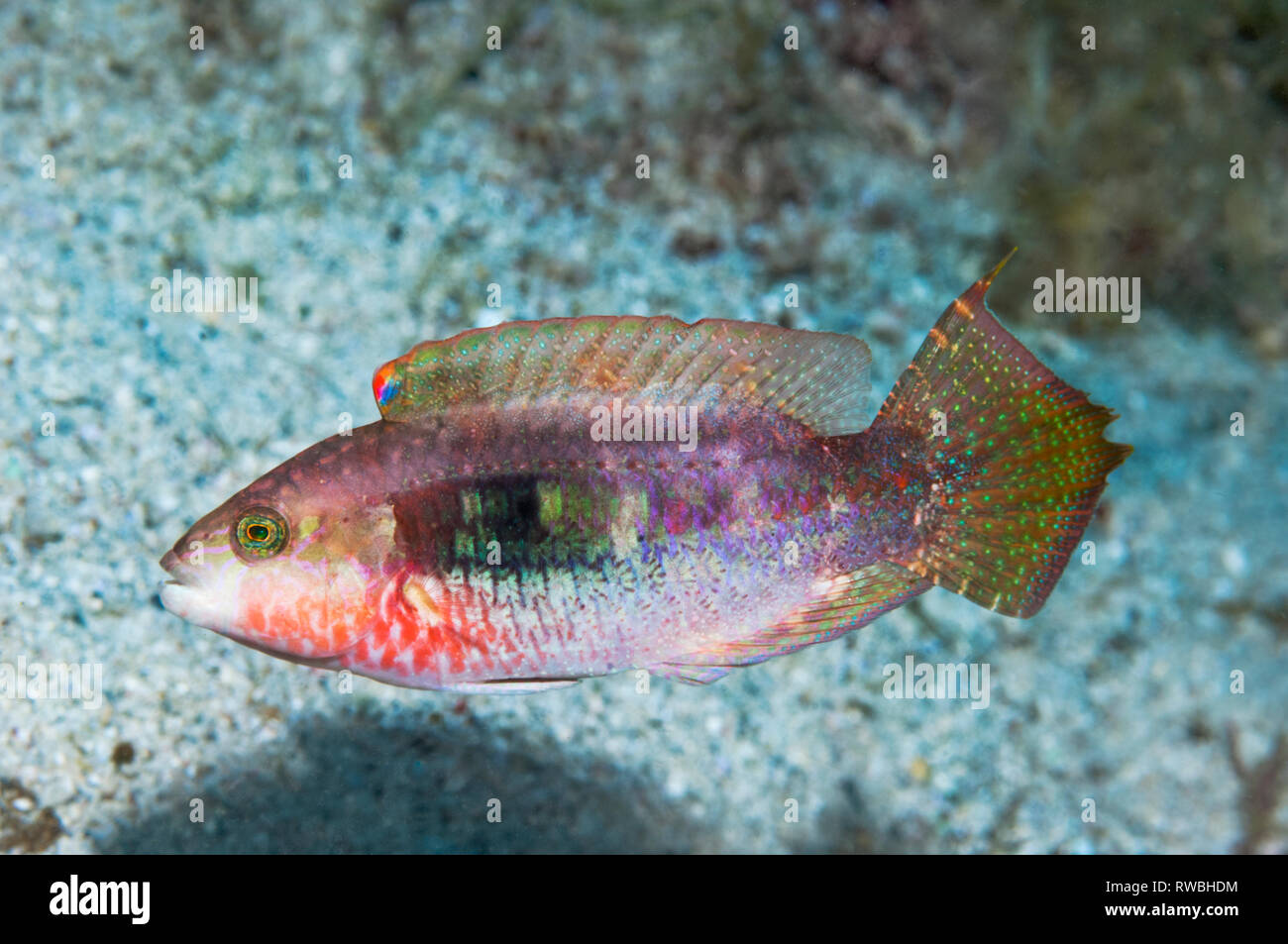 Maori wrasse hi-res stock photography and images - Alamy