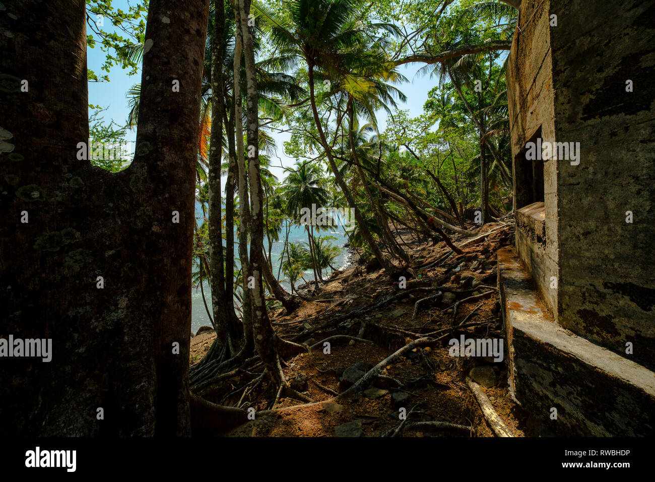 Japanese bay tree hi-res stock photography and images - Alamy
