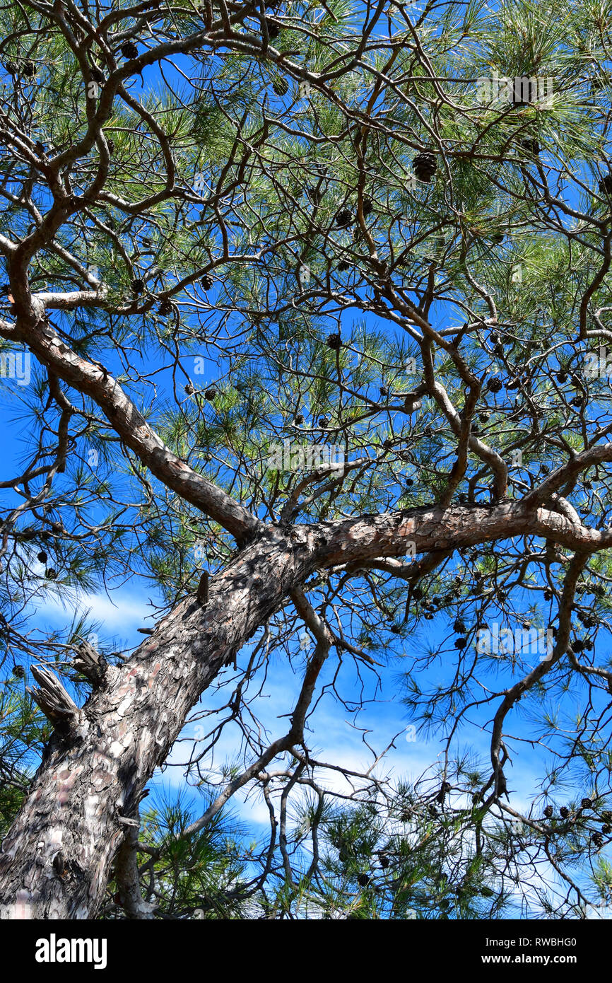 Mediterranean pine tree, Gulet Boat Cruise, Mediterrean Sea, Turkey ...