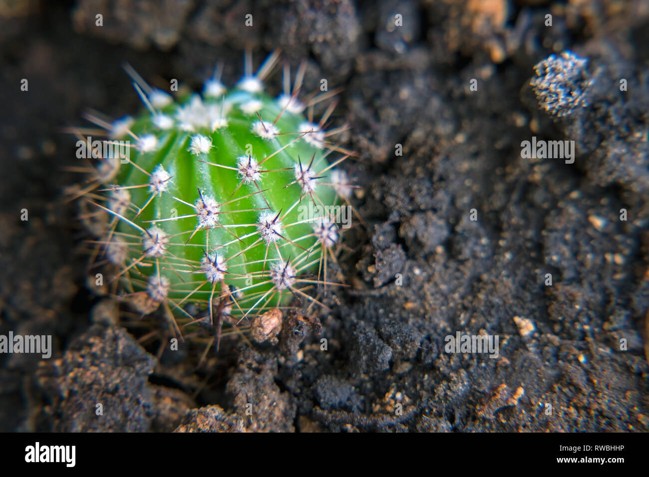 Little green prickly cactus in ground Stock Photo - Alamy