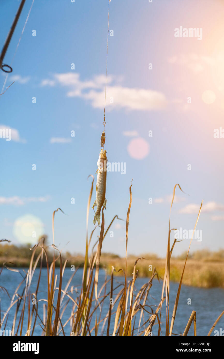 Little fish on a hook hi-res stock photography and images - Alamy