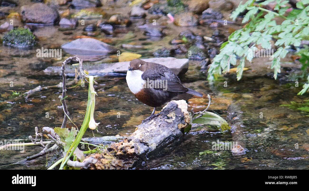 Pentewan stone hi-res stock photography and images - Alamy