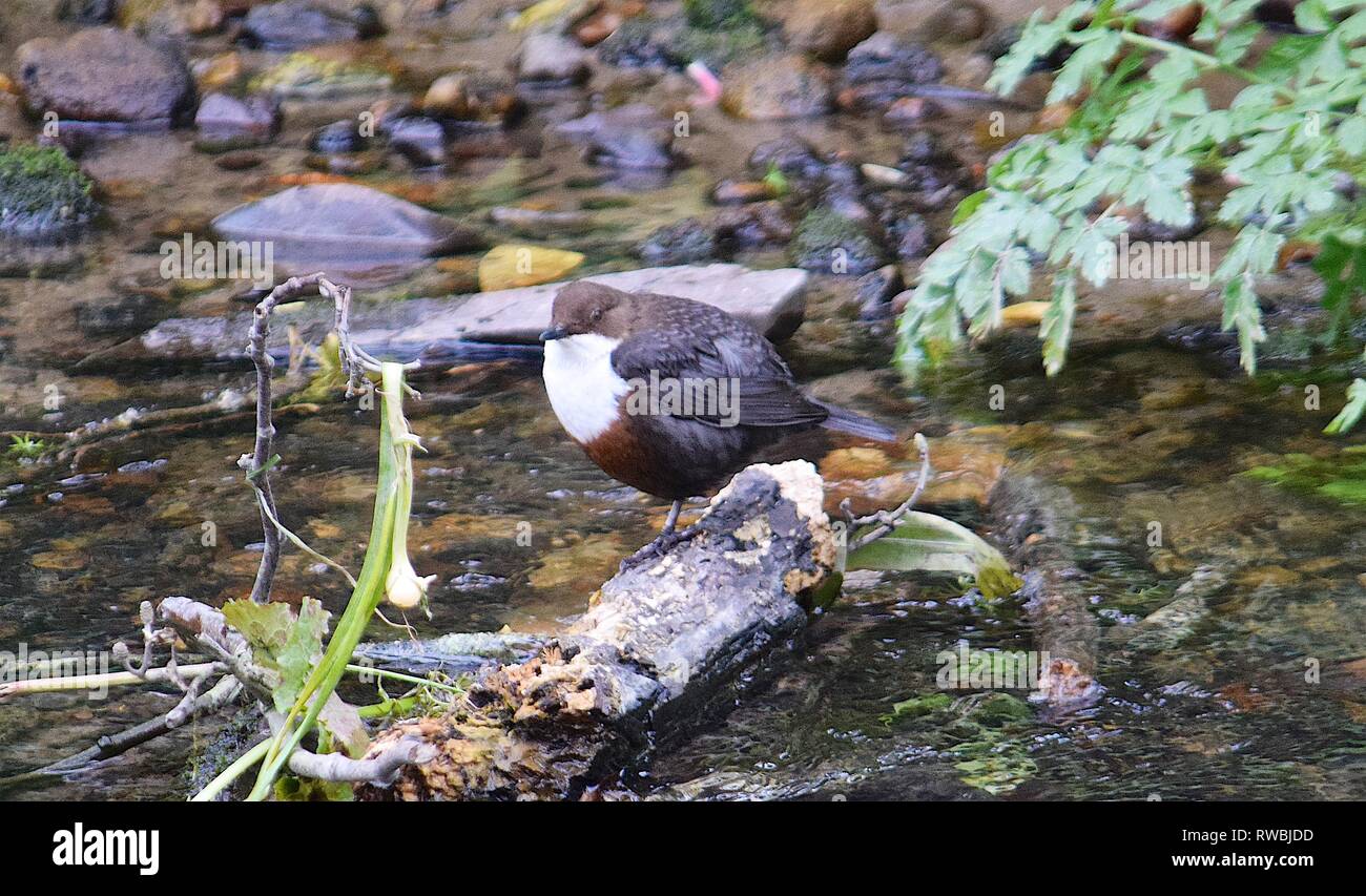 Pentewan stone hi-res stock photography and images - Alamy