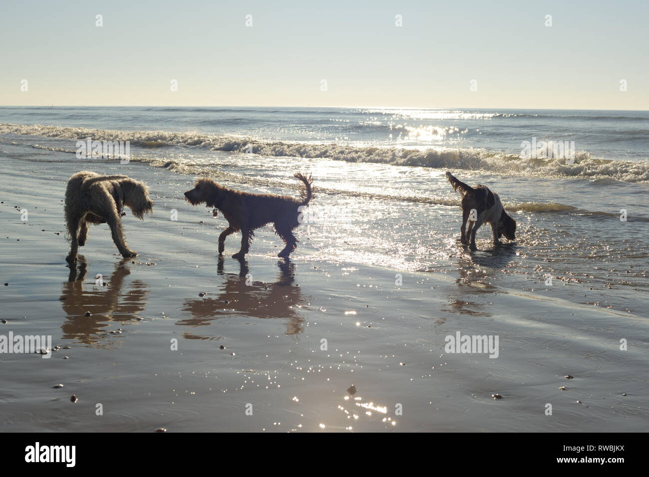 Three dogs playing together in the waves on Hove beach Stock Photo - Alamy