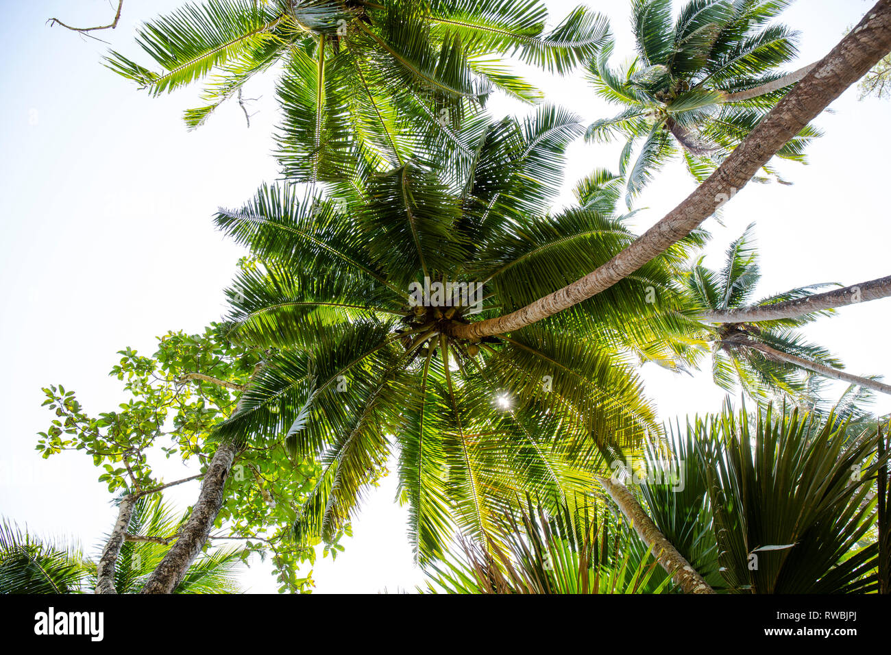 Coconut trees andaman nicobar islands hi-res stock photography and ...