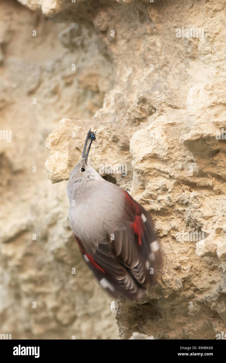 wallcreeper bird look like a butterfly Stock Photo - Alamy