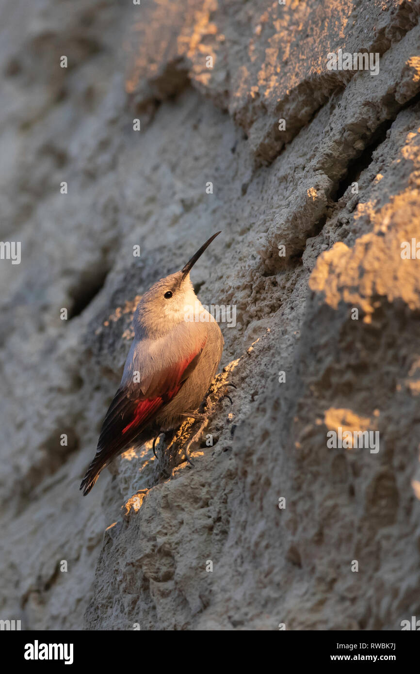 wallcreeper bird look like a butterfly Stock Photo - Alamy