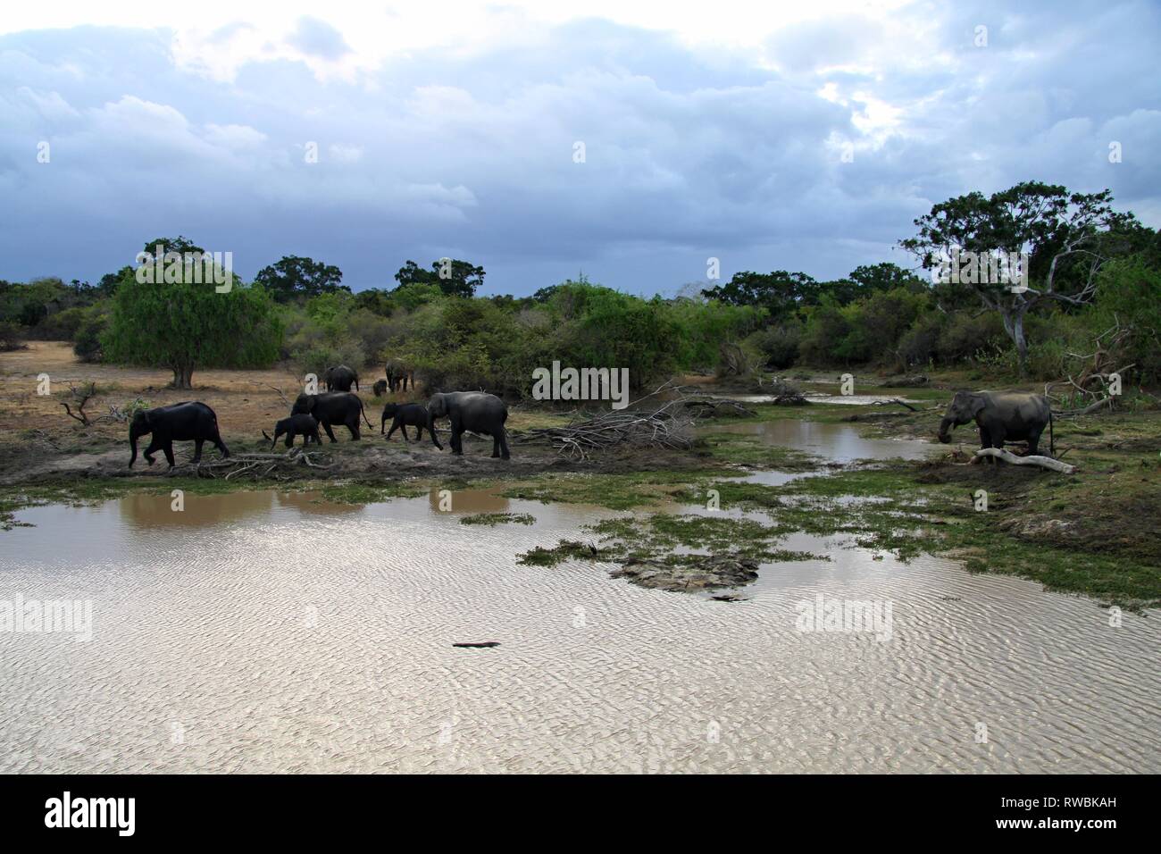 Asian elephants sunset hi-res stock photography and images - Alamy