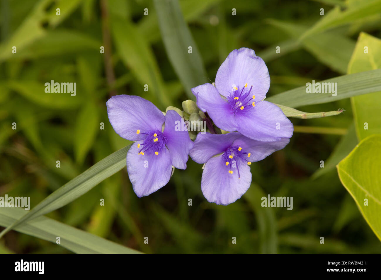 Purple spring flowers hi-res stock photography and images - Alamy