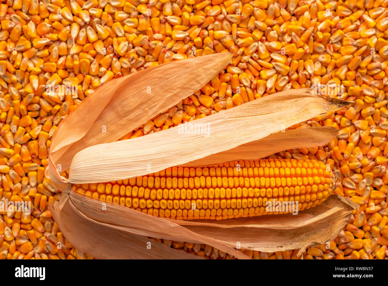 Harvested corn cob and seed kernels, top view Stock Photo - Alamy