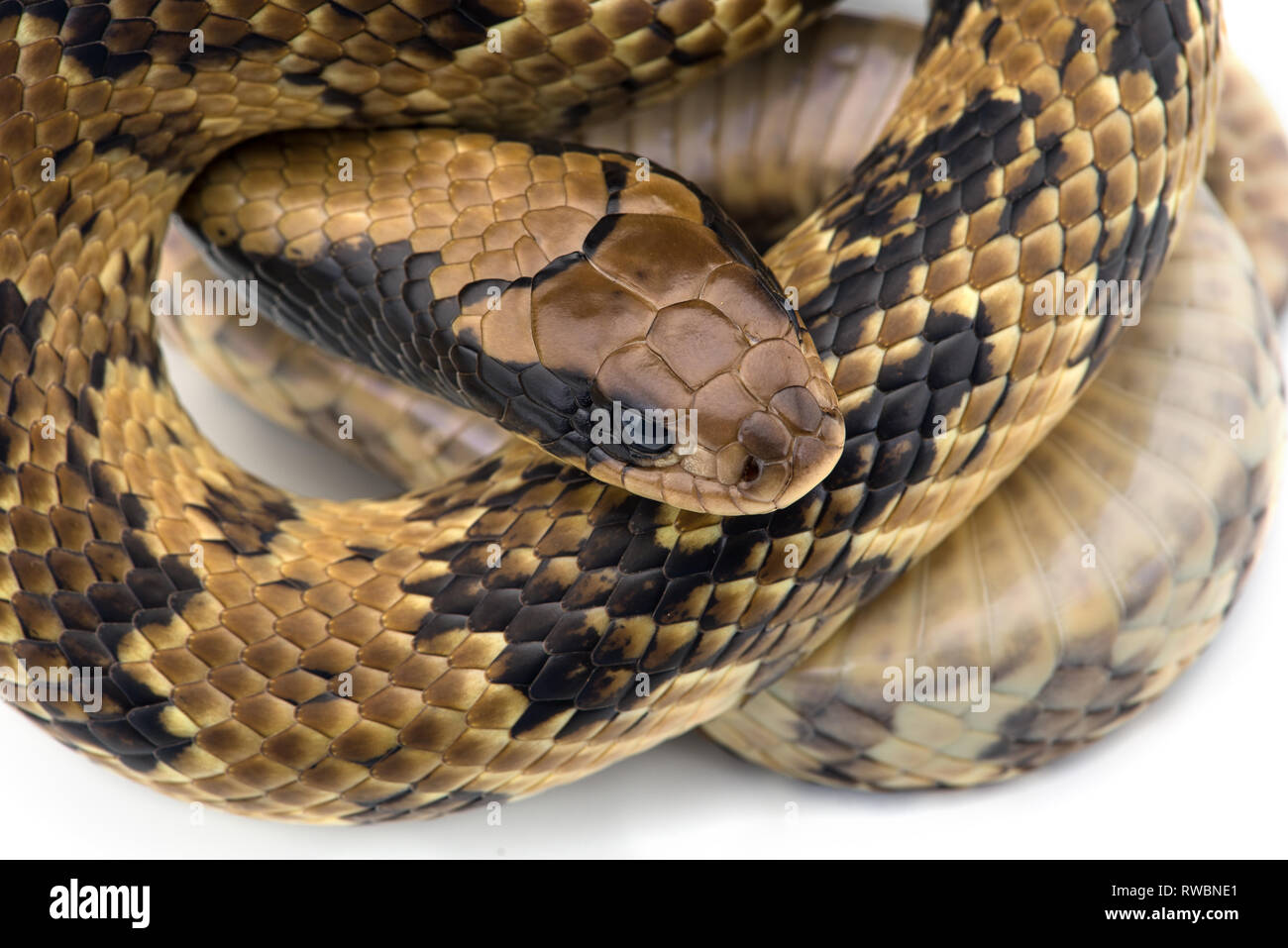 False water cobra isolated on white background Stock Photo - Alamy