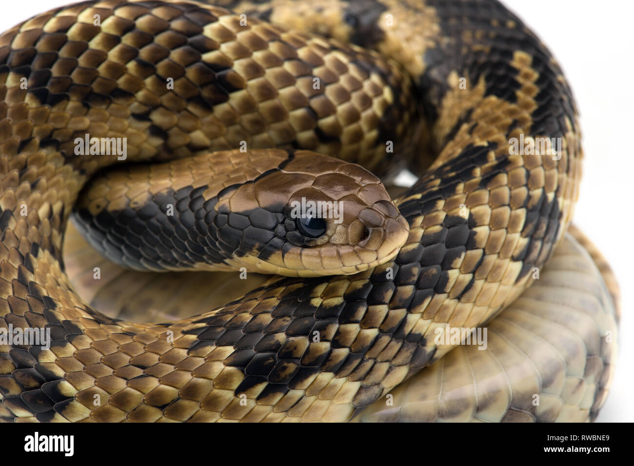 False Water Cobra Hood