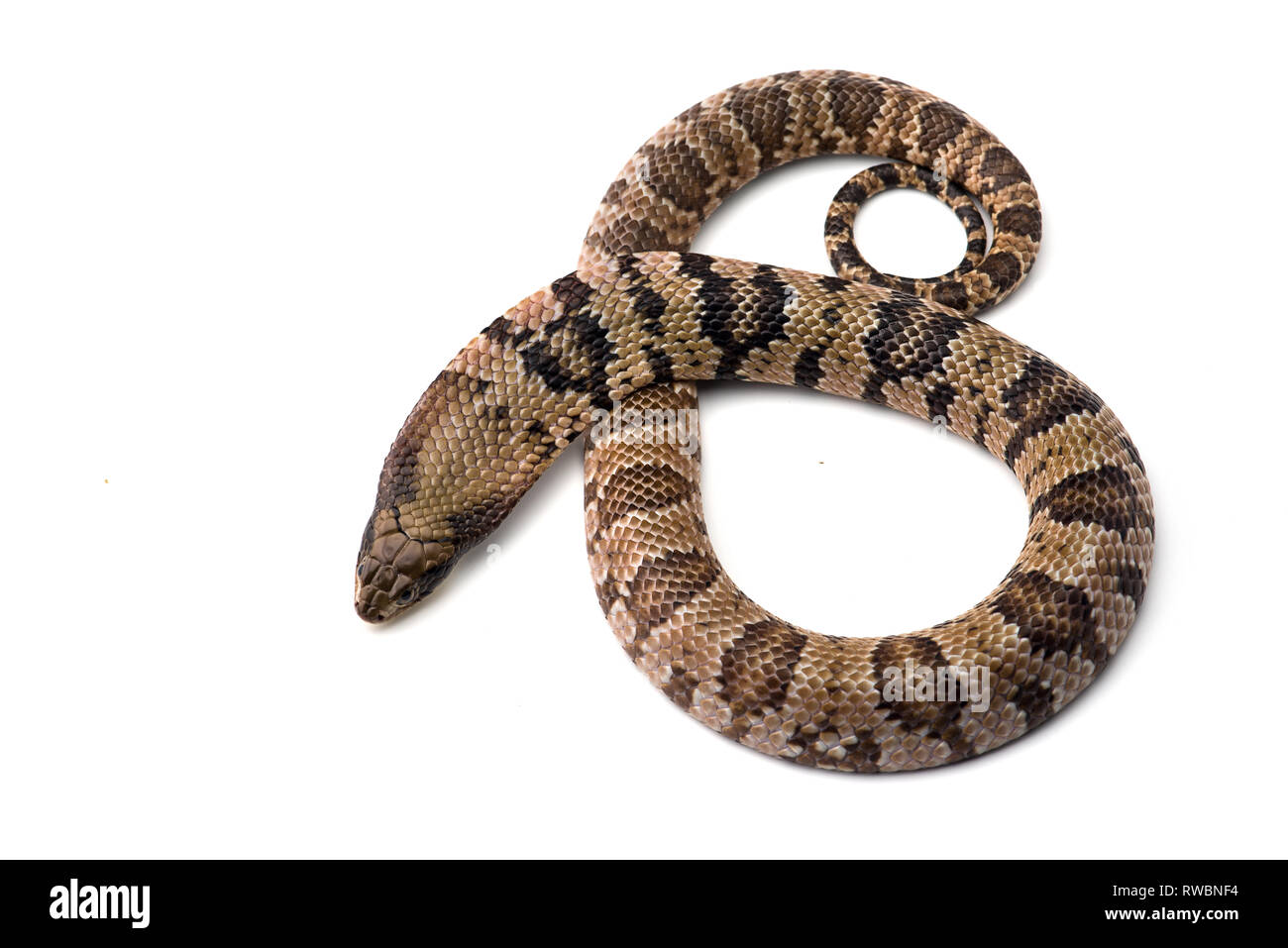 False water cobra isolated on white background Stock Photo - Alamy