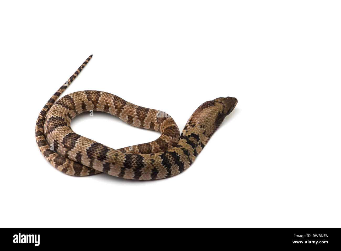 False water cobra isolated on white background Stock Photo - Alamy