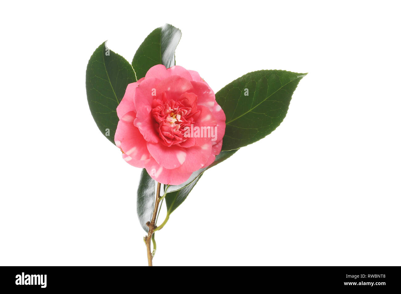 Red and white flecked camellia flower and foliage isolated against ...