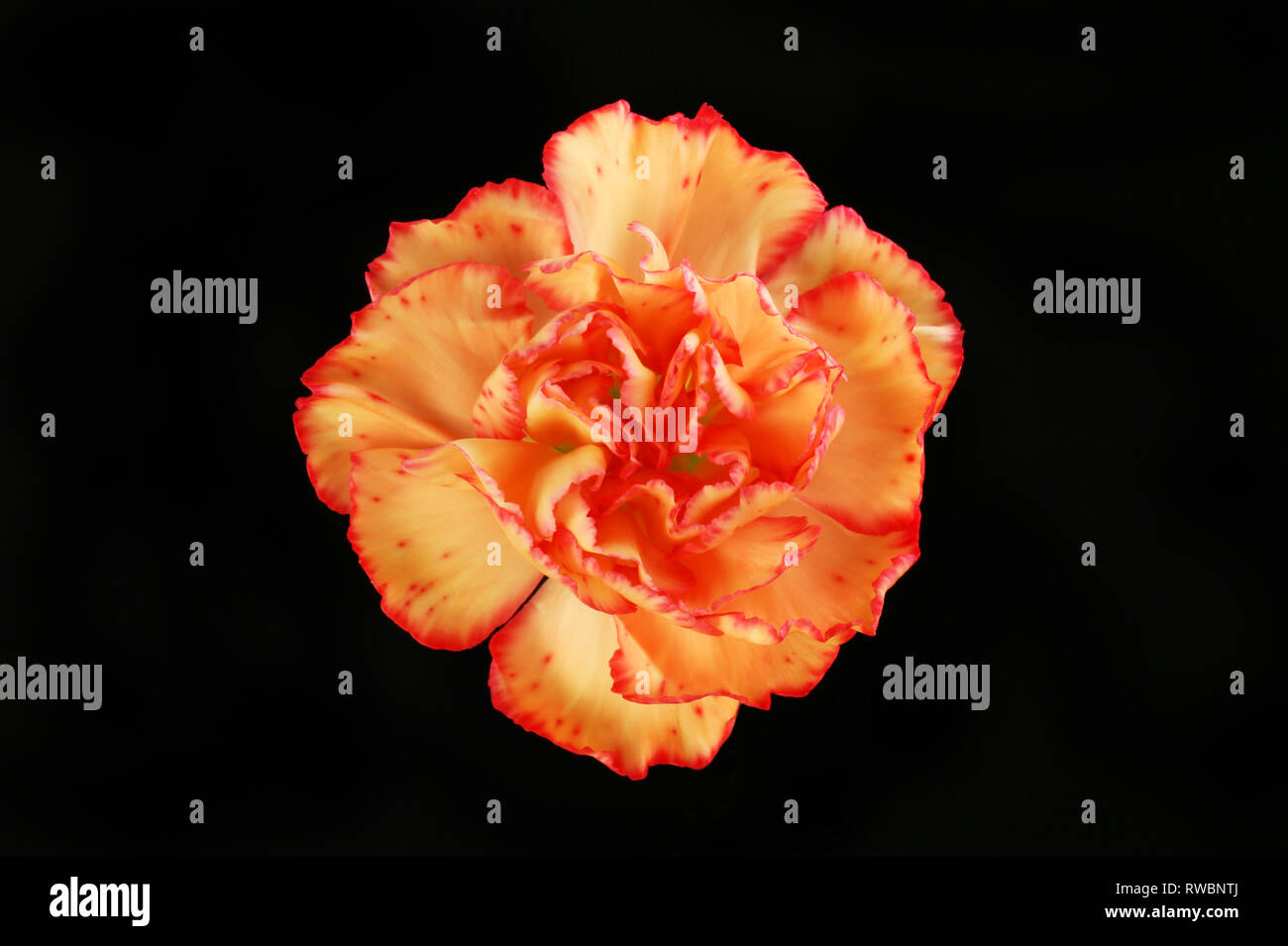 Peach carnation hi-res stock photography and images - Alamy
