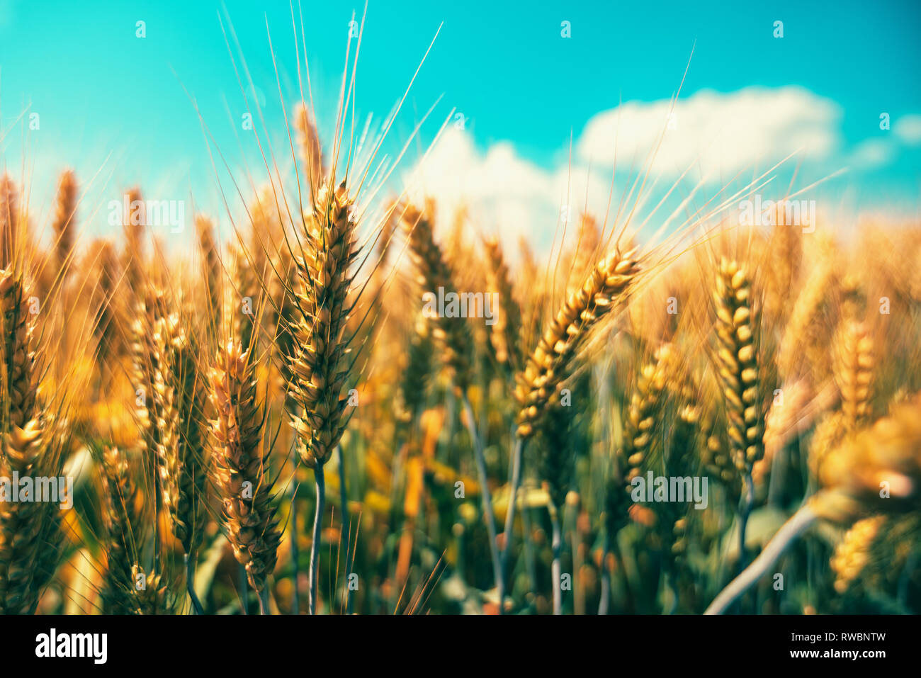 Agriculture farming field wide angle view hi-res stock photography and ...