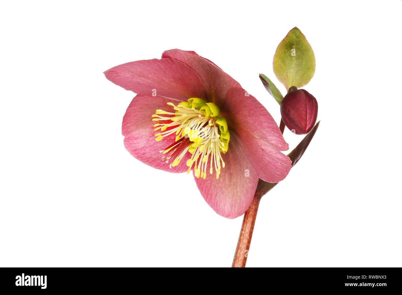 Helleborous Cut Out Stock Images & Pictures - Alamy