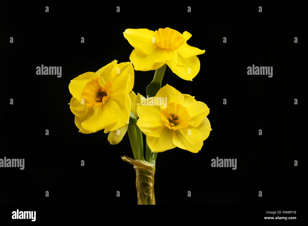 Multi headed narcissus flower isolated against black Stock Photo - Alamy