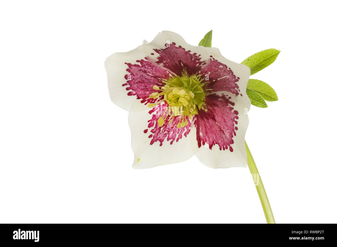 Single hellebore flower isolated against white Stock Photo - Alamy