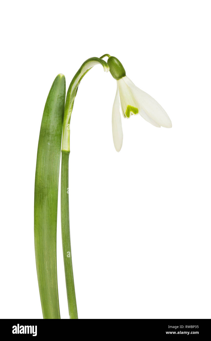 Snowdrop flower and leaf isolated against white Stock Photo - Alamy