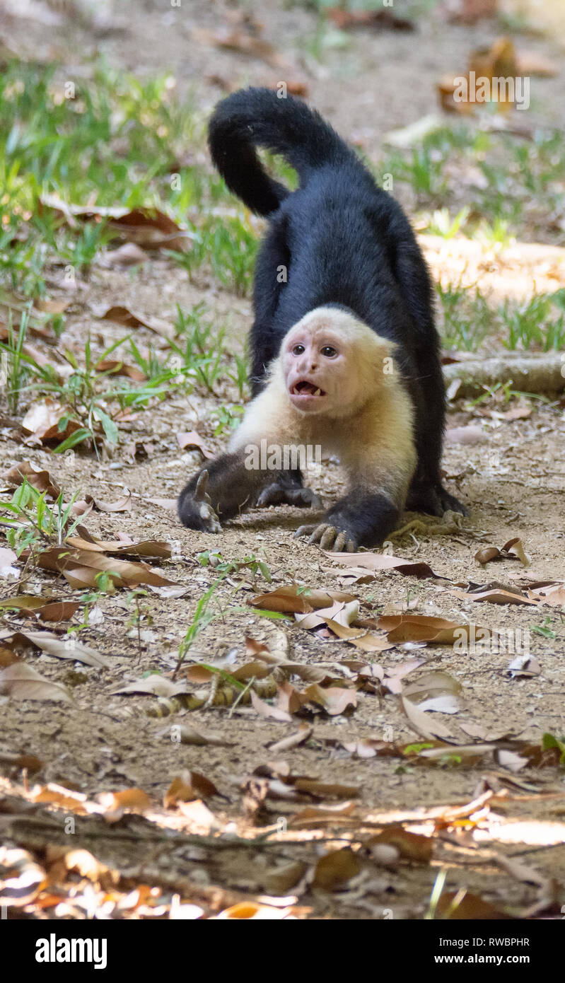 Monkey dog hi-res stock photography and images - Alamy