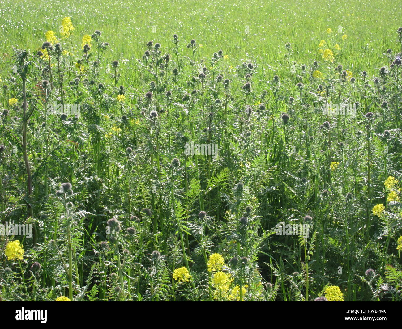 Mustarde hi-res stock photography and images - Alamy