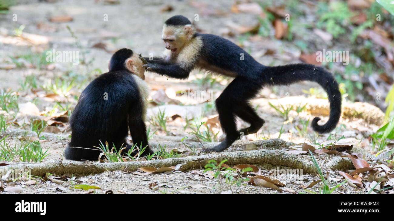 capuchin monkey pokes another in the face with both hands Stock Photo ...