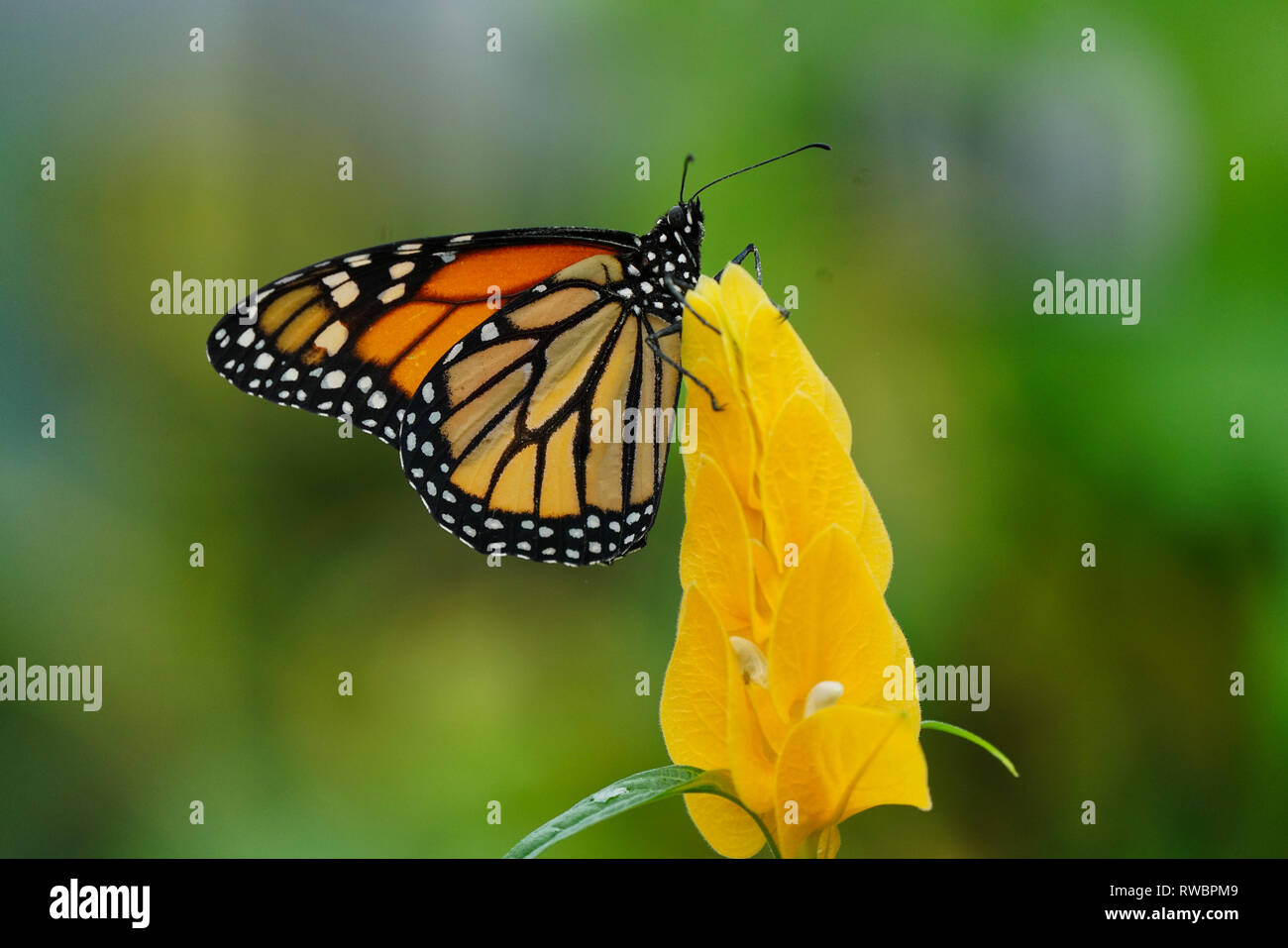 Insects alamy hi-res stock photography and images - Alamy