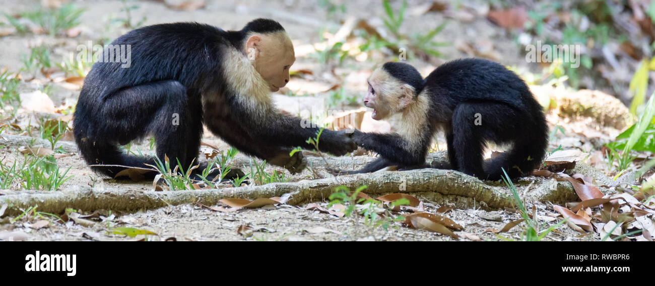 capuchin monkeys conducting a tuggle of war Stock Photo - Alamy