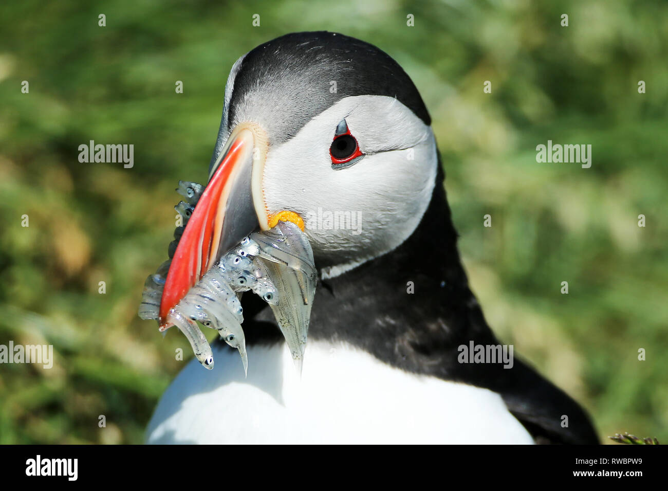 Common birds of iceland hi-res stock photography and images - Alamy