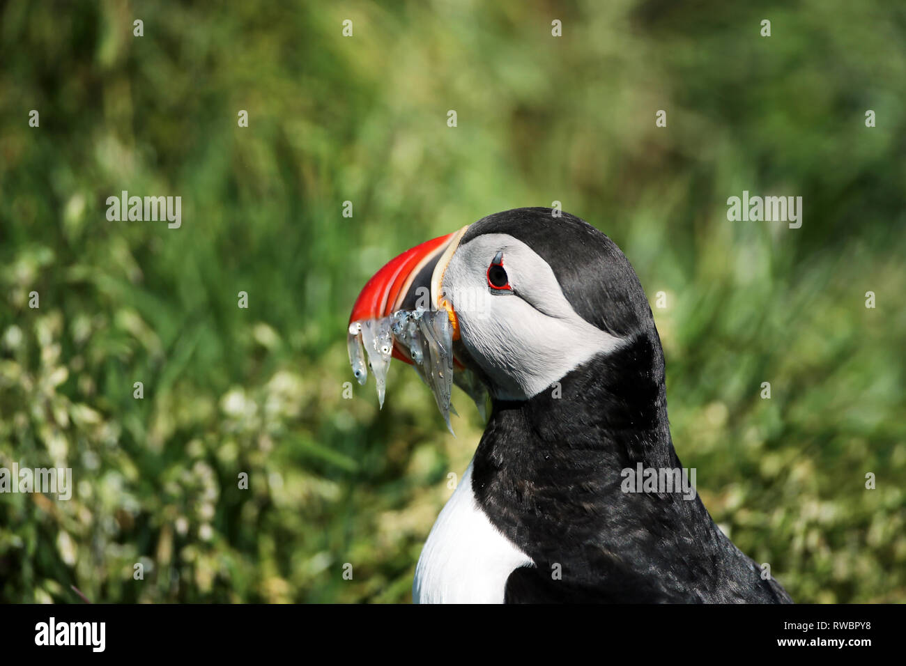 Common birds of iceland hi-res stock photography and images - Alamy