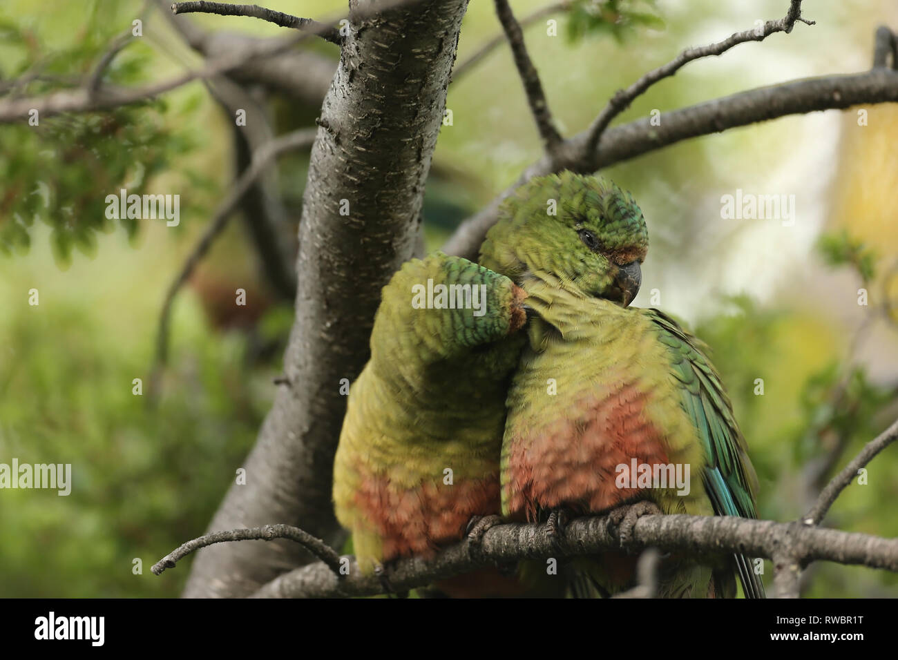 Austral Parakeet Torres Del Paine , Chile Stock Photo - Alamy