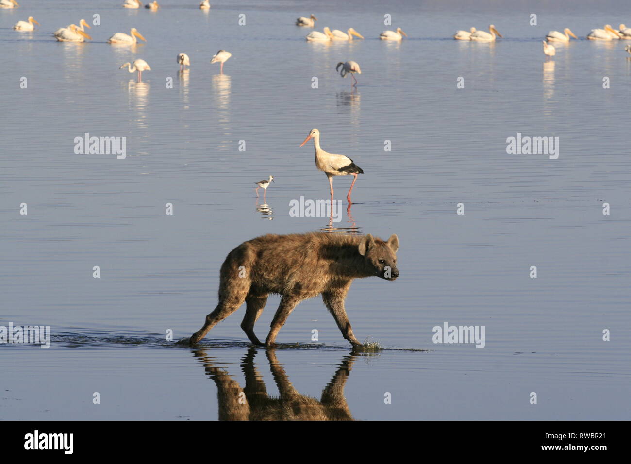 Spotted Hyena hunting flamingo on safari in Kenya Stock Photo - Alamy