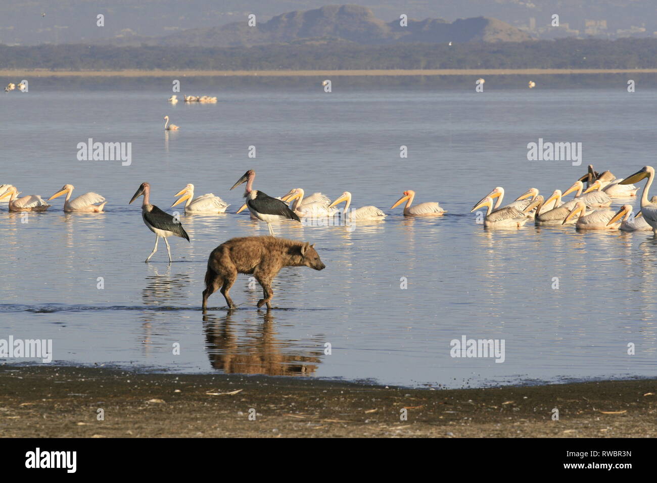Spotted Hyena hunting flamingo on safari in Kenya Stock Photo - Alamy