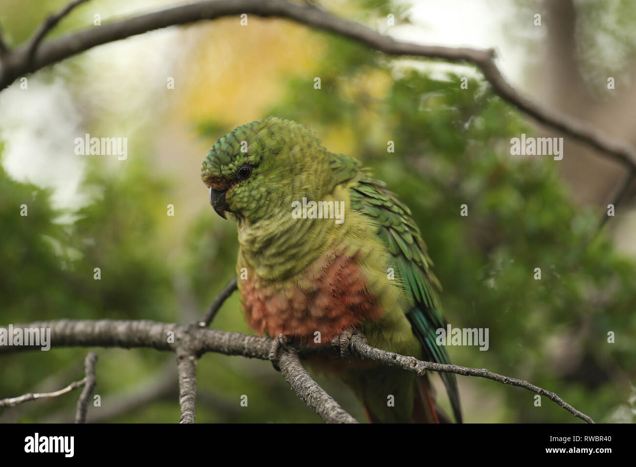 Austral Parakeet Torres Del Paine , Chile Stock Photo - Alamy