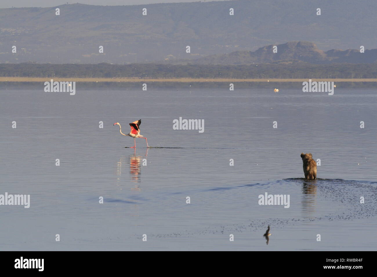 Spotted Hyena hunting flamingo on safari in Kenya Stock Photo - Alamy