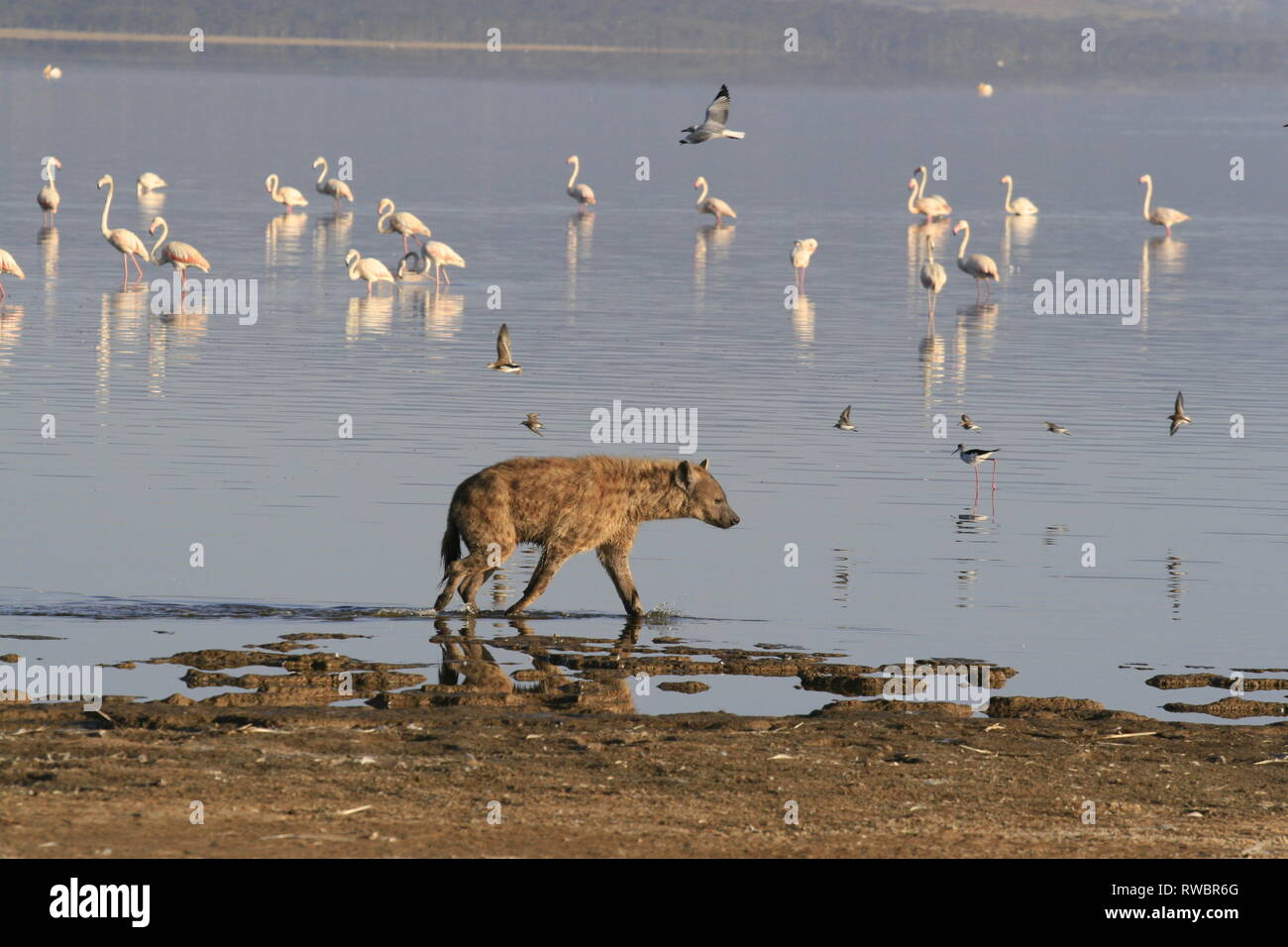 Spotted Hyena hunting flamingo on safari in Kenya Stock Photo - Alamy