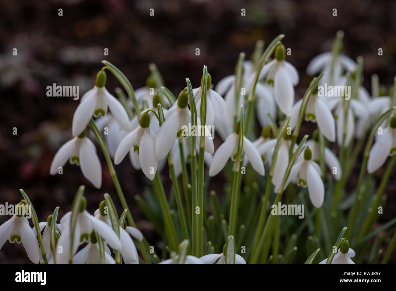 Snowdrops in full flower hi-res stock photography and images - Alamy