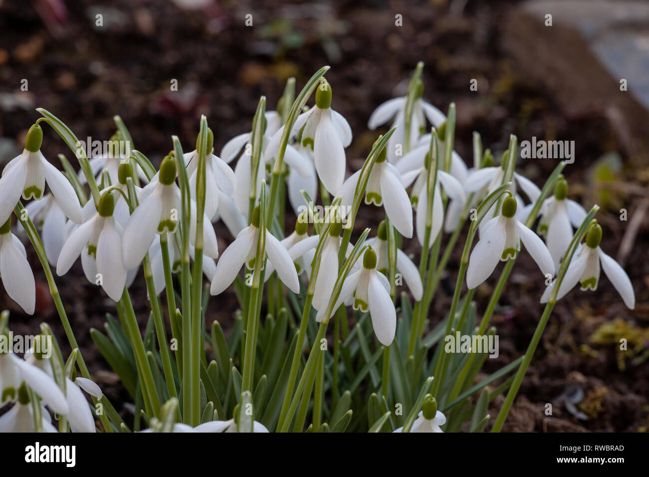Snowdrops in full flower hi-res stock photography and images - Alamy