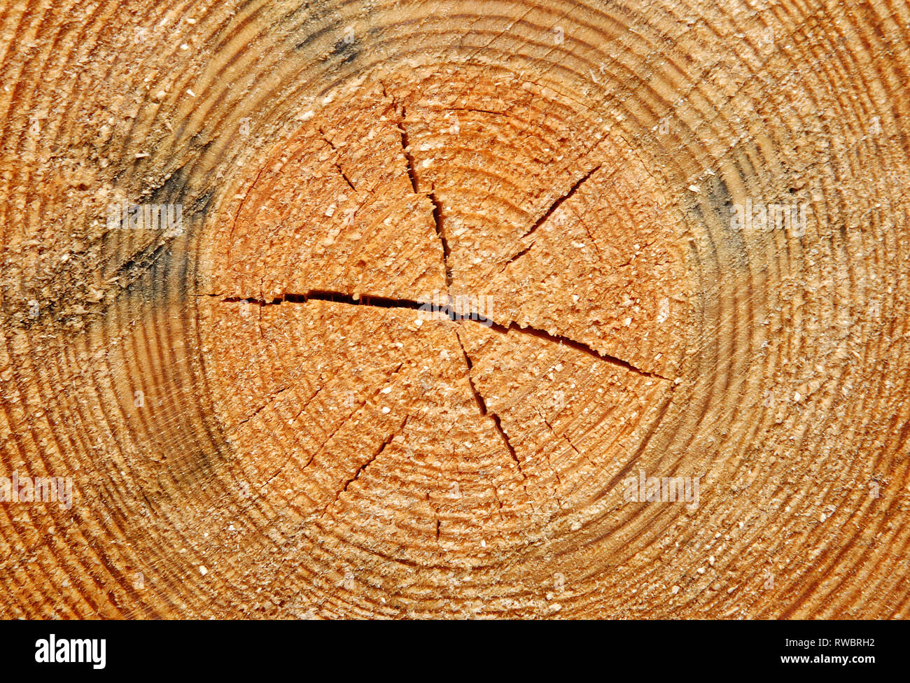 Wooden background, cross section through tree trunk Stock Photo - Alamy