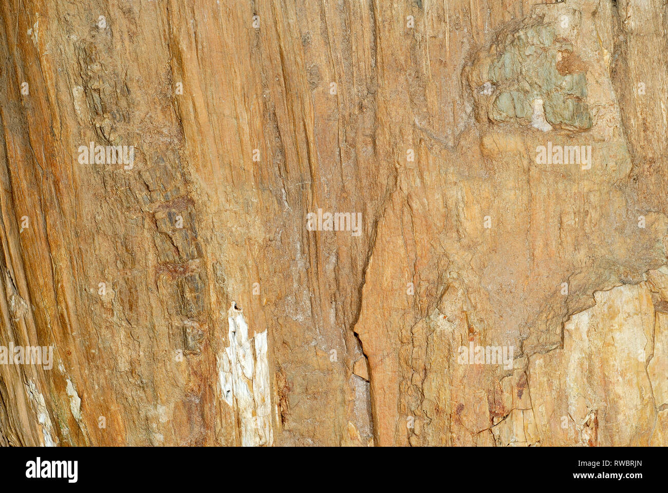 Natural background, cross section through fossilized wood Stock Photo ...