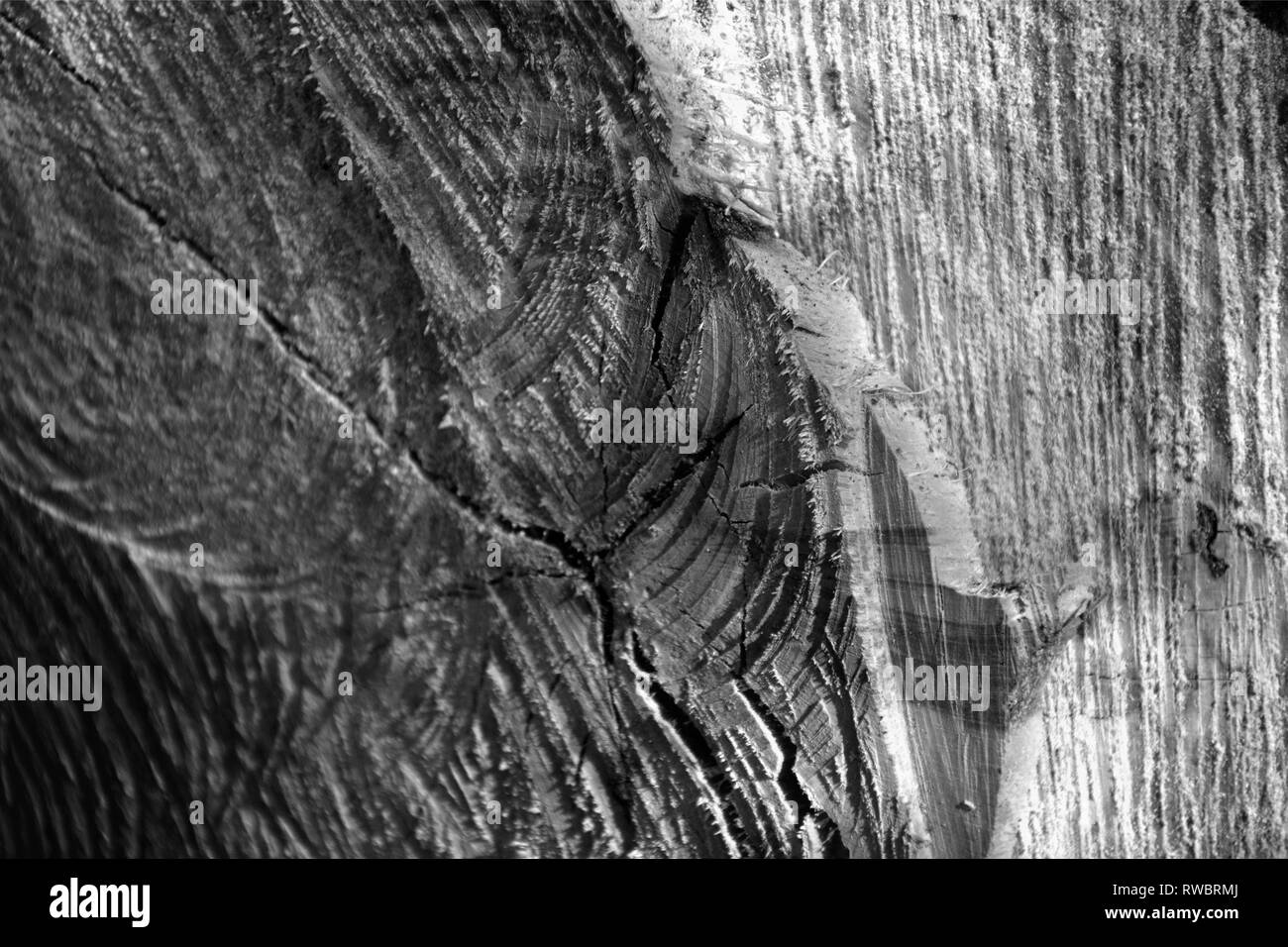 Trunk end Black and White Stock Photos & Images - Alamy