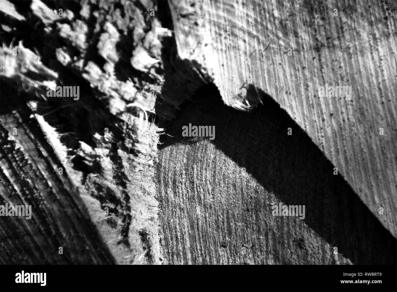 Cut tree trunk Black and White Stock Photos & Images - Alamy