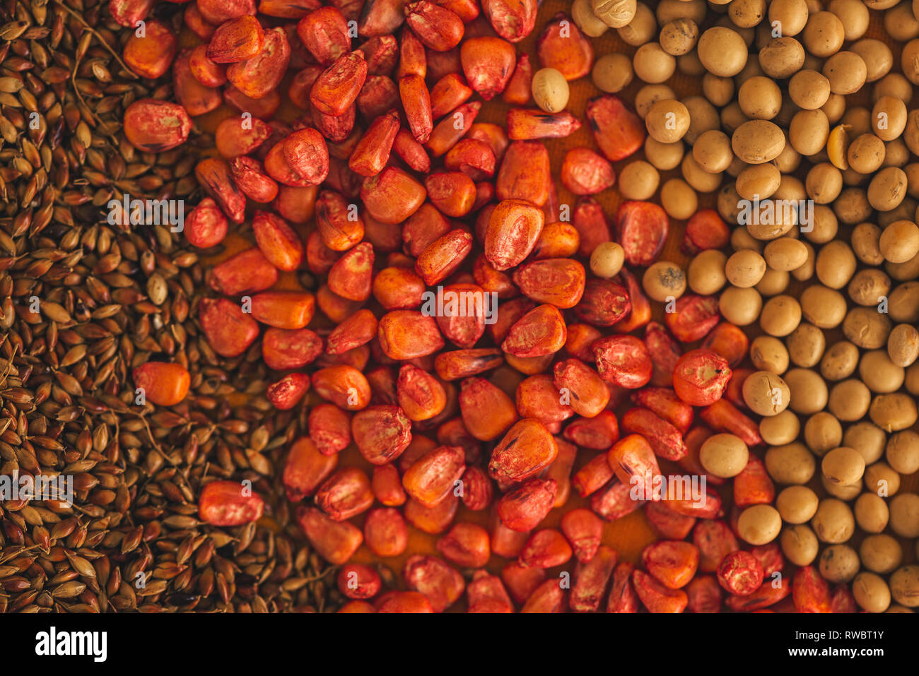 Corn, soybean and sorghum sudan grass seed from above Stock Photo - Alamy