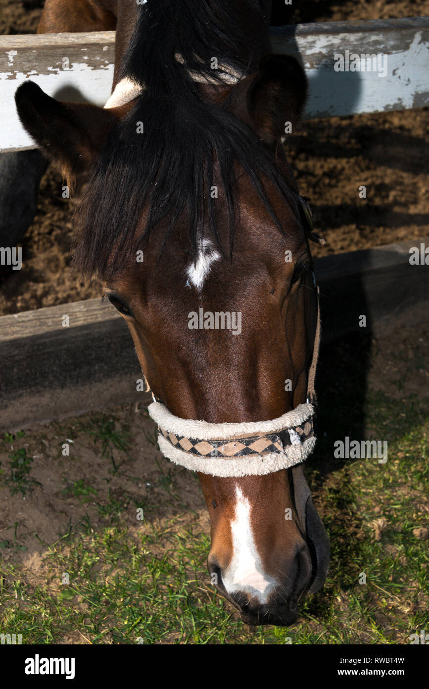 Equus ferus domesticated animal hi-res stock photography and images - Alamy