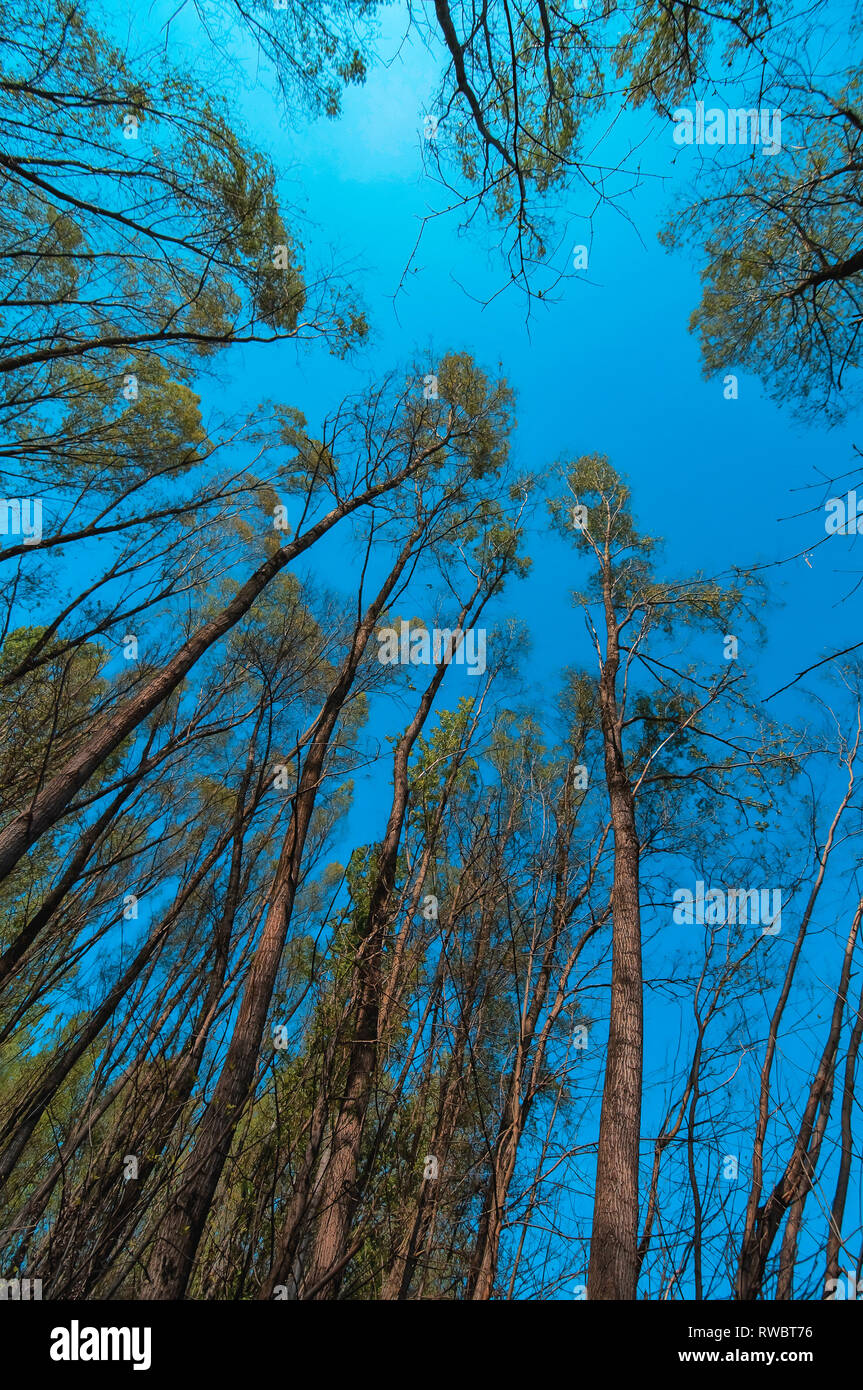 Low deciduous forest hi-res stock photography and images - Alamy