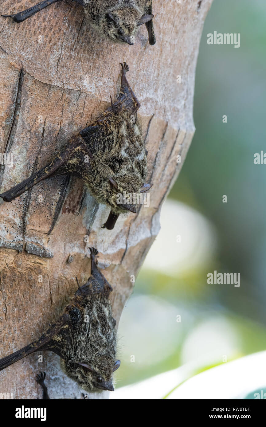 Bat claws hi-res stock photography and images - Alamy